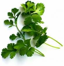 Semilla de cilantro | Al Natural Grow Shop