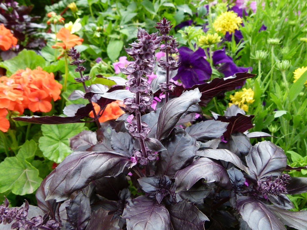 Semilla de Albahaca Morada | Al Natural Grow Shop