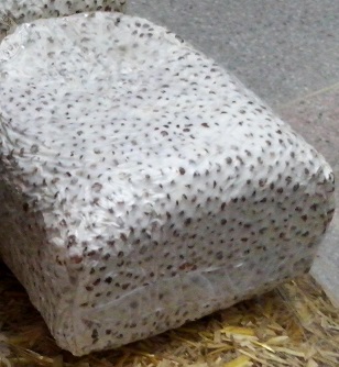 Micelio hongo seta | Al Natural Grow Shop