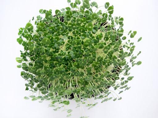 Semilla de chia para germinados | Al Natural Grow Shop