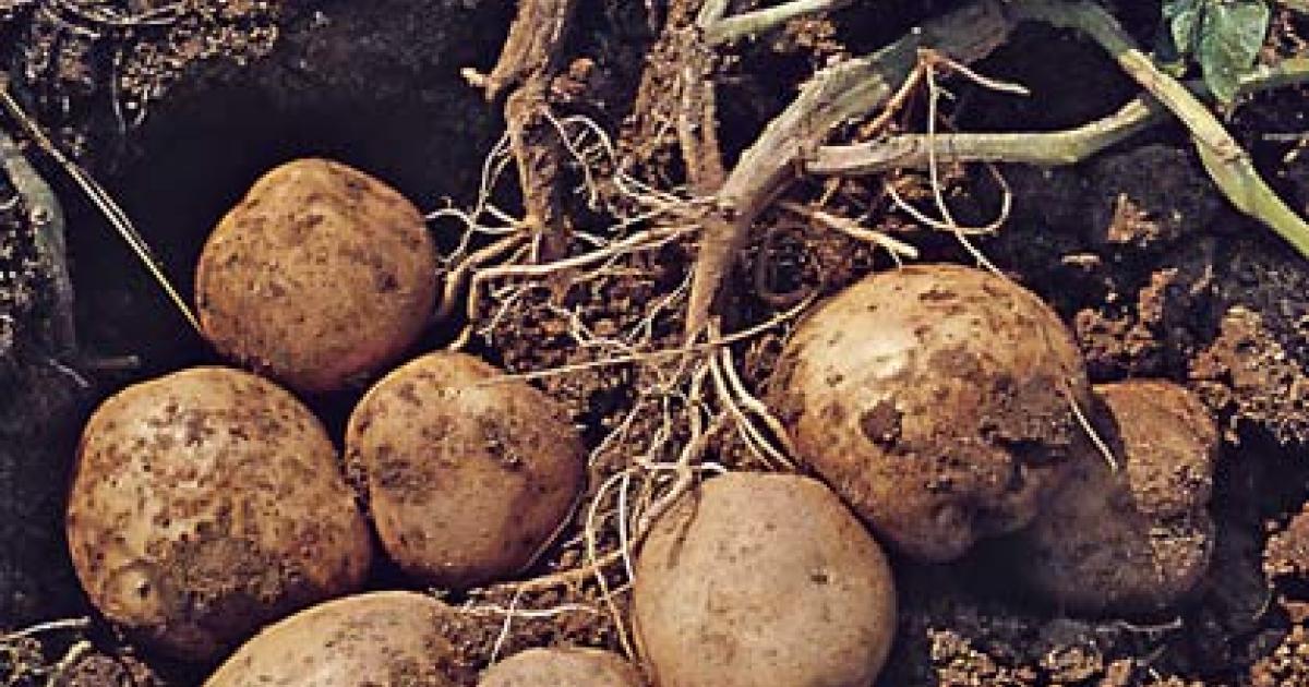 Cómo sembrar Papa | Al Natural Grow Shop