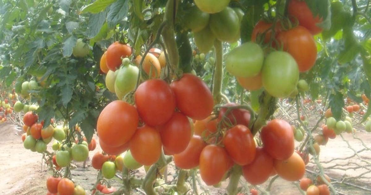 Invernaderos para cultivo de tomate en México | Al Natural Grow Shop